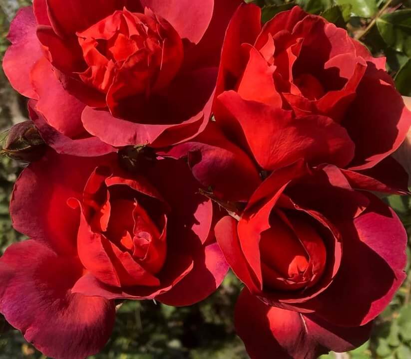 Rose Retreat – Magdalene Path